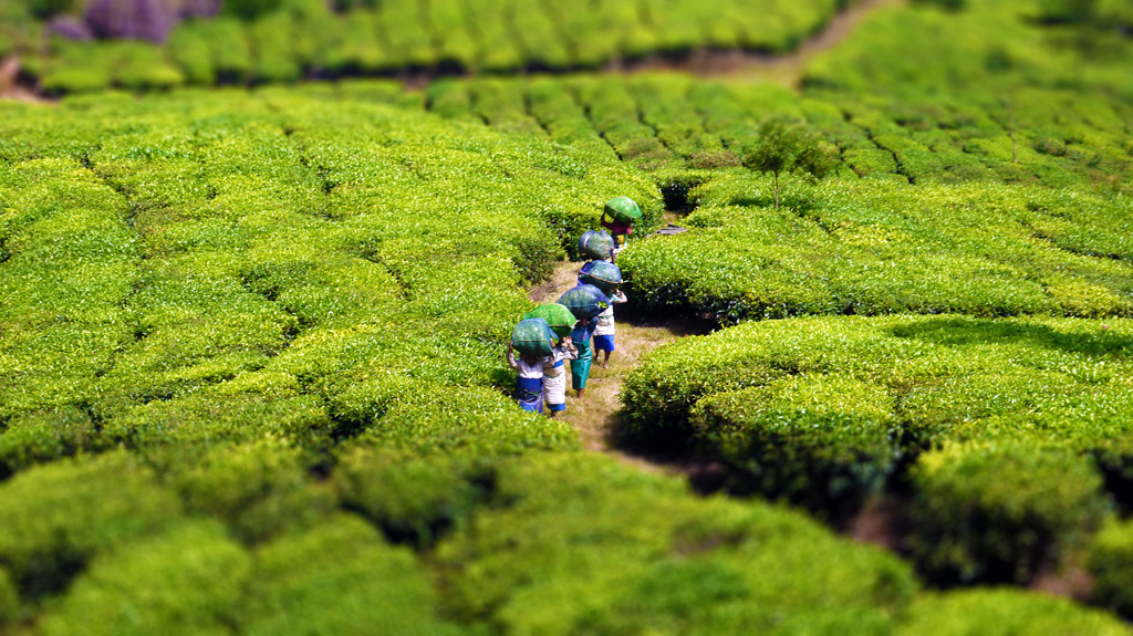 tea-workers-in-munnar | Dabster Productions